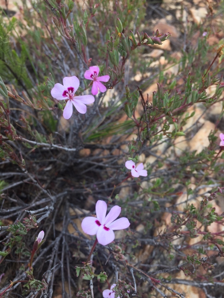 Incised Spearleaf Storksbill from EC, ZA on December 02, 2021 at 08:37 ...