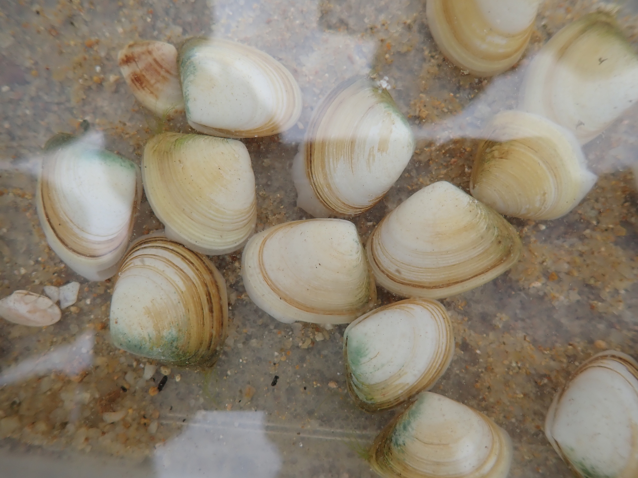 Atactodea striata (Gmelin, 1791)