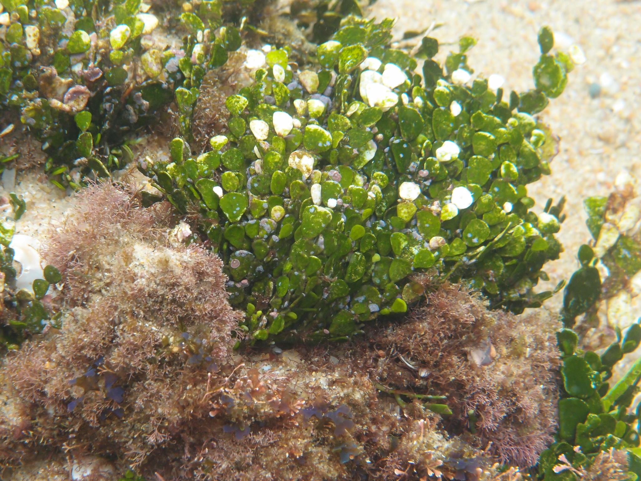 Halimeda cuneata K.Hering