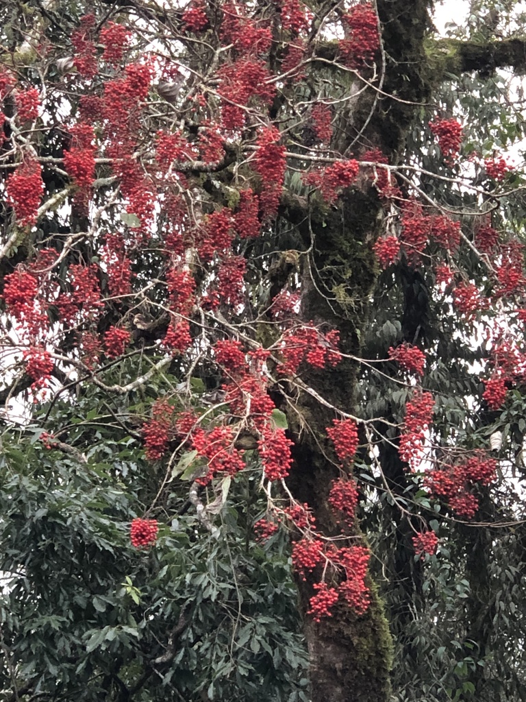 Wonder tree (Idesia polycarpa) - Botanical Realm