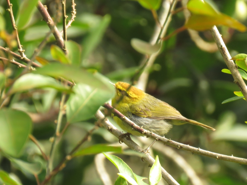 Phylloscopus ruficapilla voelckeri from George Municipality, South ...