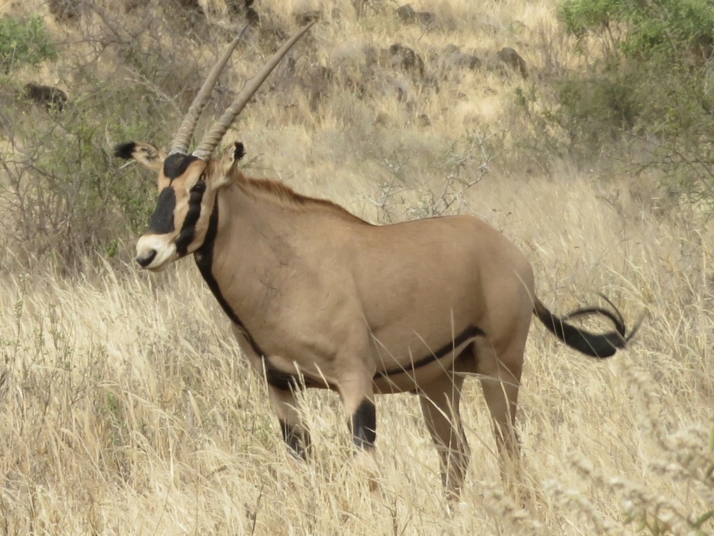 Fringe-eared Oryx in June 2021 by seasav · iNaturalist