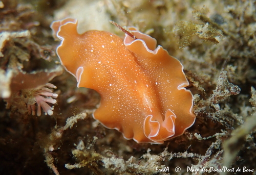 Mediterranean Orange Polyclad Worm (Yungia aurantiaca) · iNaturalist ...