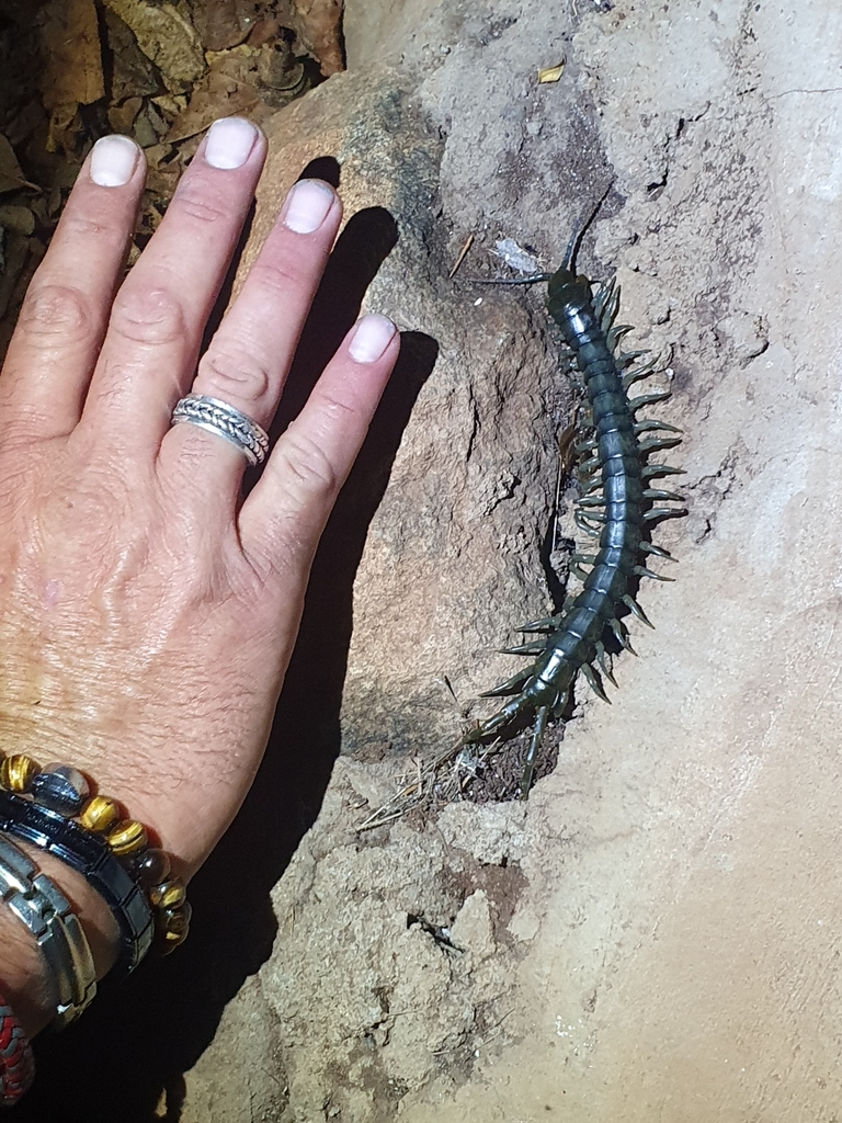 African Giant Centipede from Marloth Park, South Africa on December 24 ...