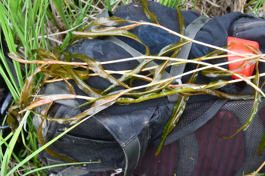 Northern Pondweed (ADIRONDACK RESEARCH GUIDEBOOK) · iNaturalist