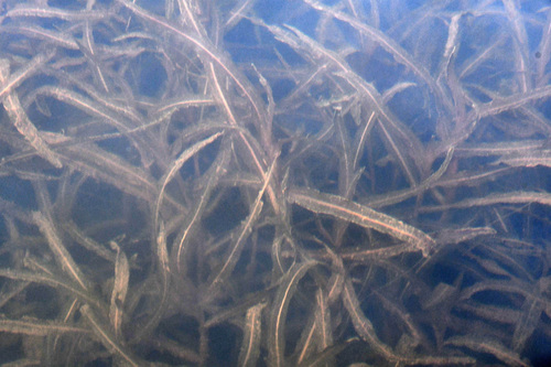 Northern Pondweed (ADIRONDACK RESEARCH GUIDEBOOK) · iNaturalist