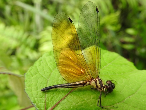Feeblewing (Neophya rutherfordi) · iNaturalist