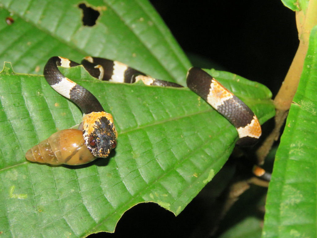 Two-colored Snail-eater in December 2021 by Richard D Reams · iNaturalist