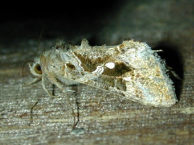 Soybean Looper Moth from Bill Paterson Nature Center, Muttontown ...