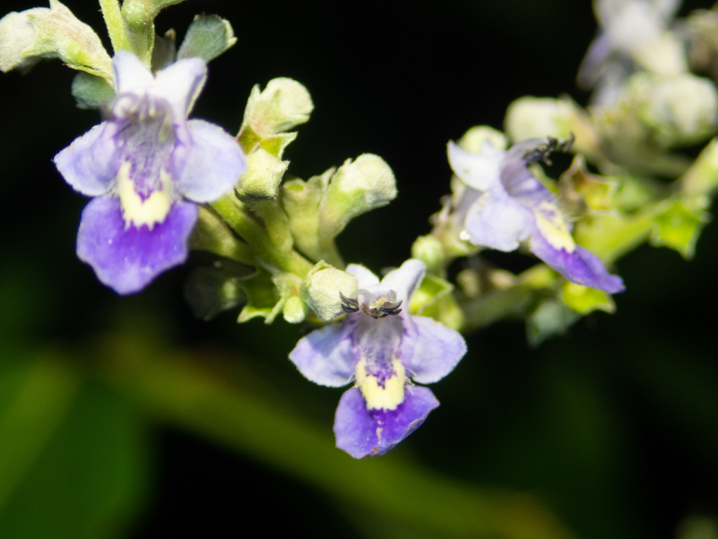 (Vitex) - Botanical Realm
