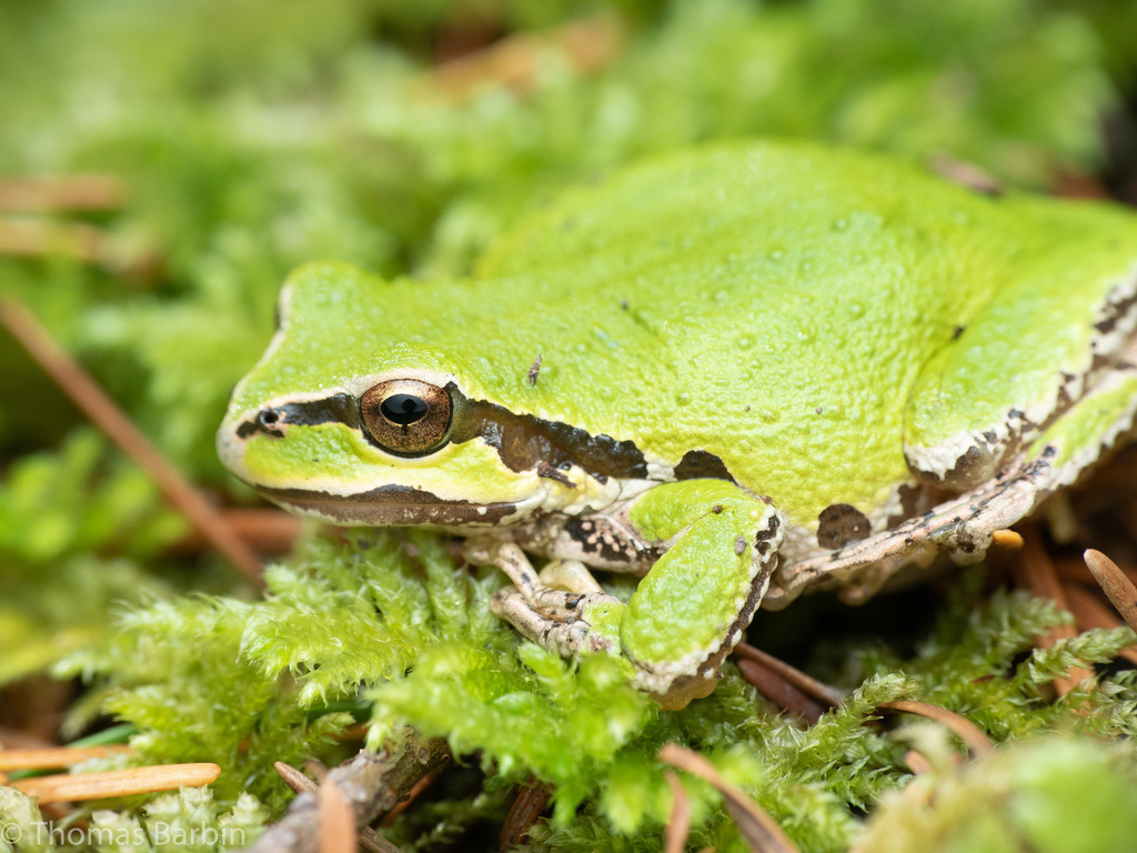 Northern Pacific Tree Frog (Pseudacris regilla) (Wildlife of the United ...