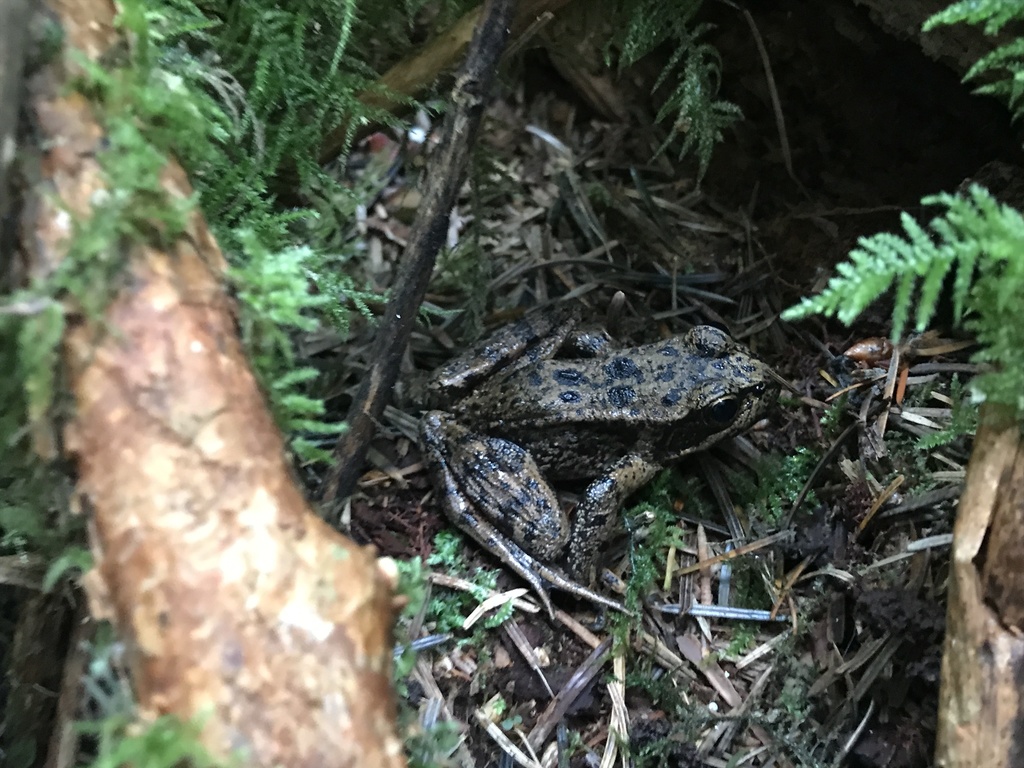 Northern Red-legged Frog from Nanaimo Lakes Rd, Nanaimo, BC, CA on June ...