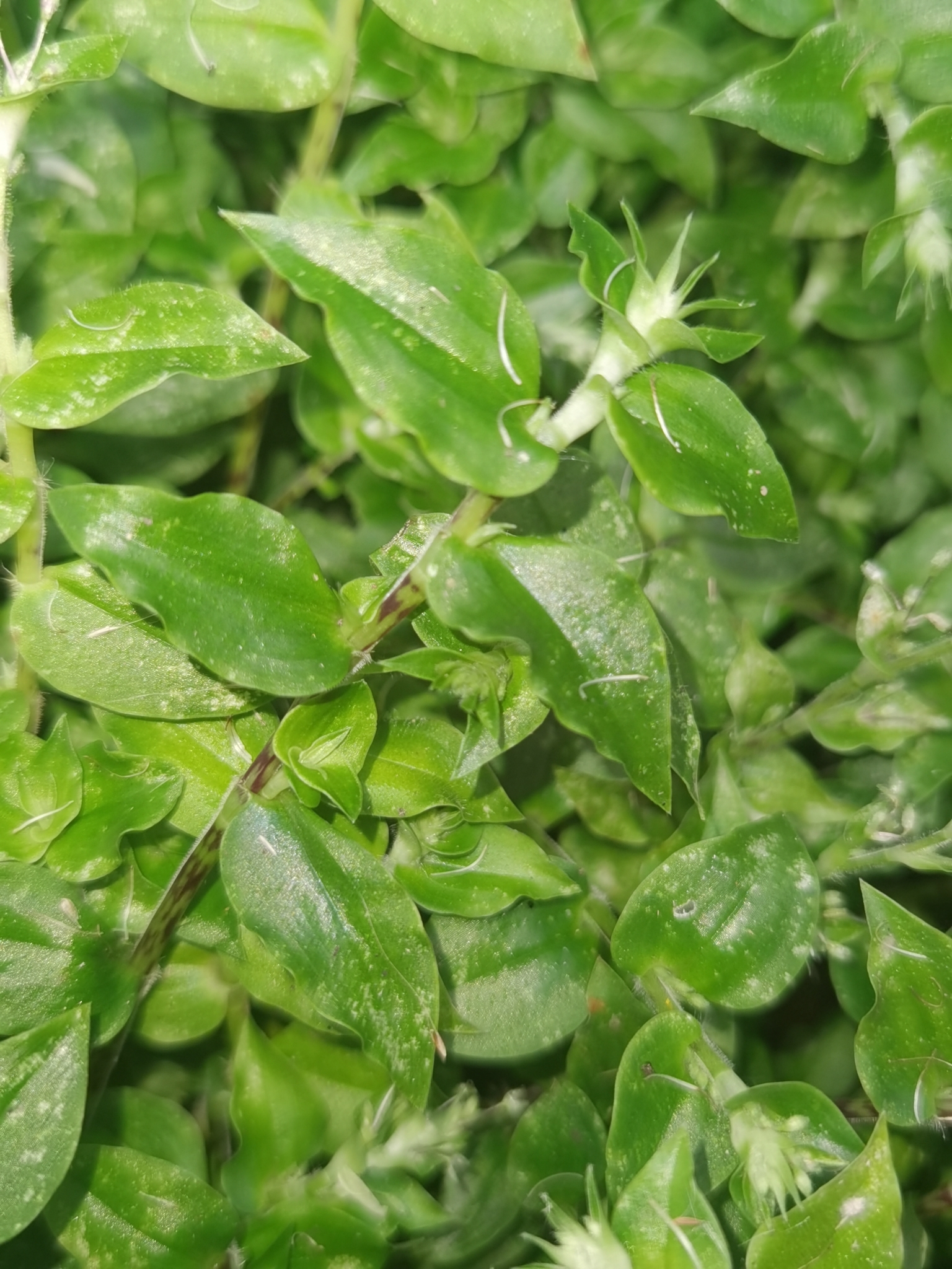 Callisia monandra (Sw.) Schult. & Schult.f.