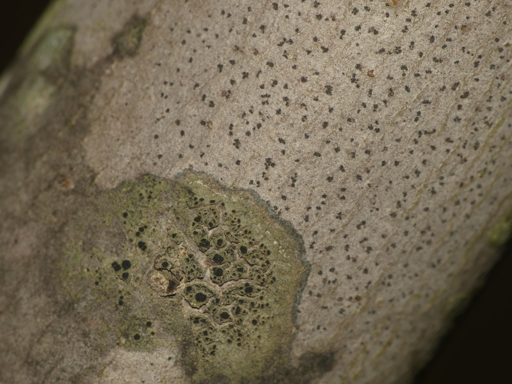 Amandinea dakotensis in December 2021 by Shaun Pogacnik · iNaturalist