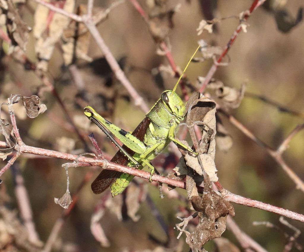 Obscure Bird Grasshopper from 26325 W 135th St, Olathe, KS 66061, USA ...