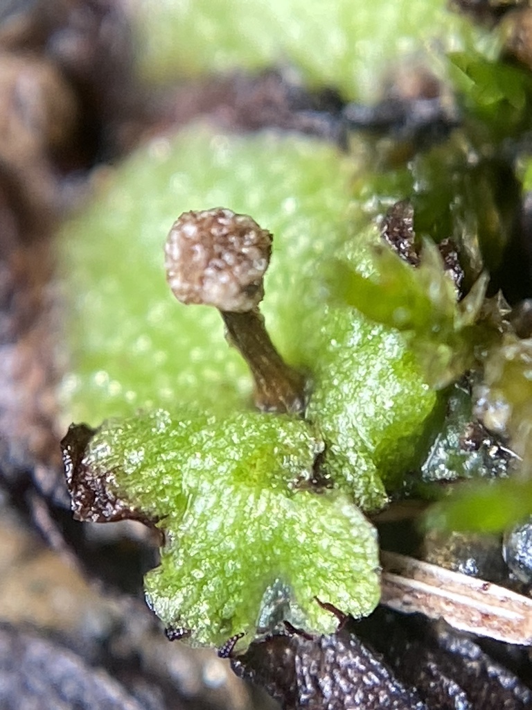 California asterella from Mission Trails Regional Park, San Diego, CA ...