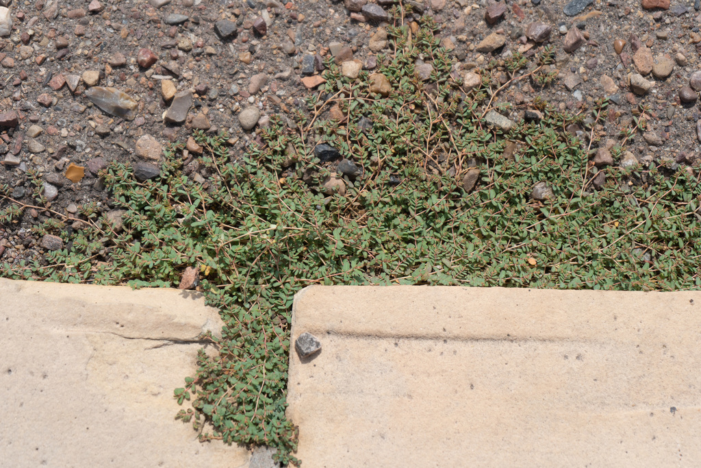 Ribseed Sandmat from Petrified Forest, Petrified Forest National Park ...