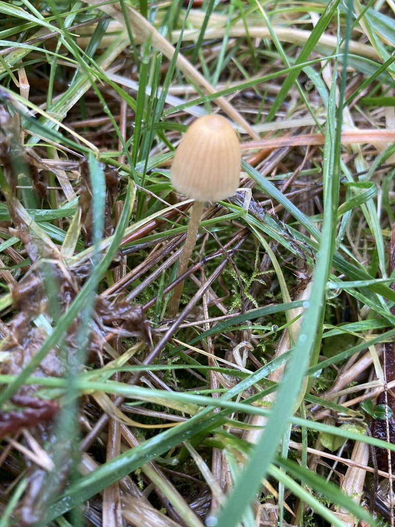 Psilocybe pelliculosa from Gravelly Beach Loop NW, Olympia, WA, US on ...