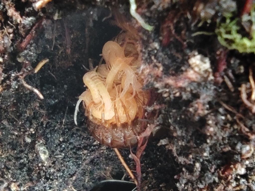 Scolopocryptops from Chaucha, Ecuador on December 16, 2021 at 12:12 PM ...