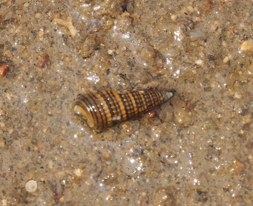 Cerithidea cingulata · iNaturalist