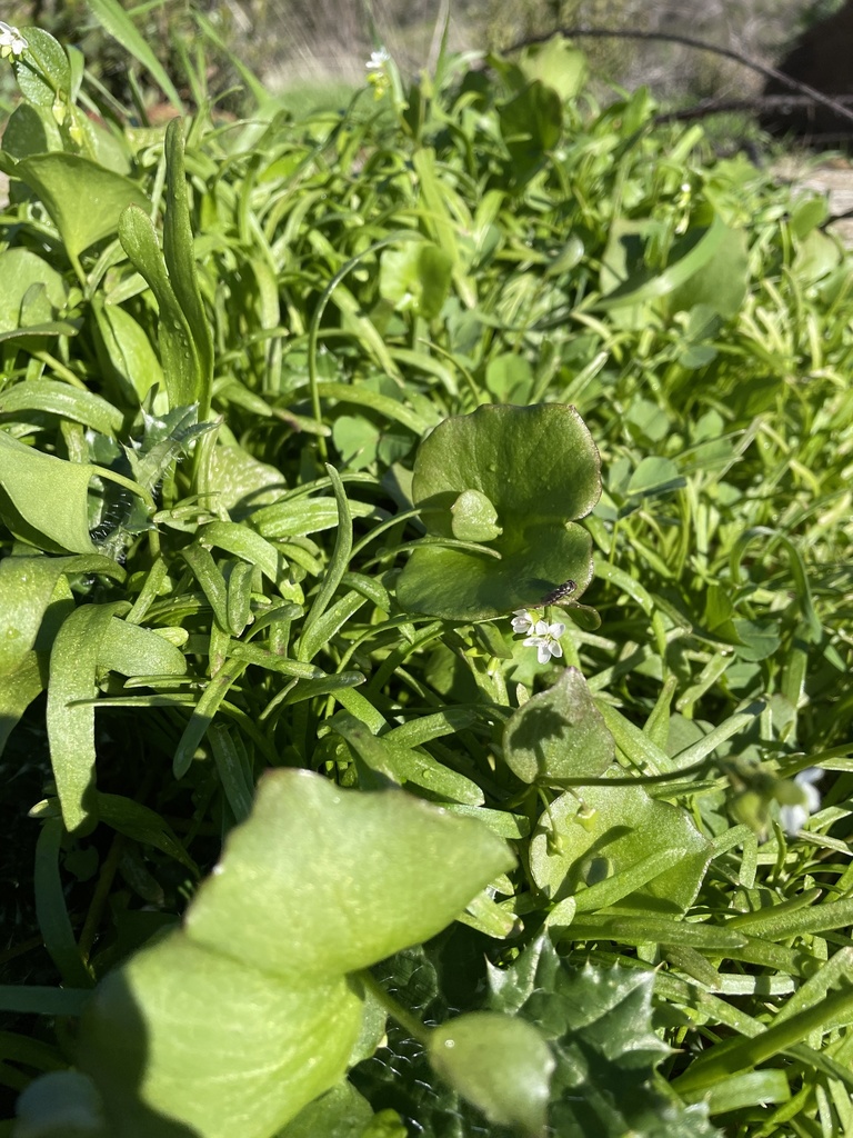 Streambank Springbeauty from Putah Creek Wildlife Area, Vacaville, CA ...