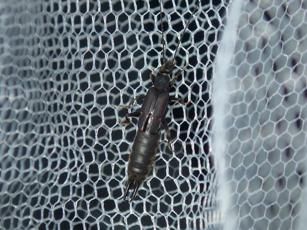 Black Bush Earwig from Camden Haven NSW, Australia on December 24, 2021 ...