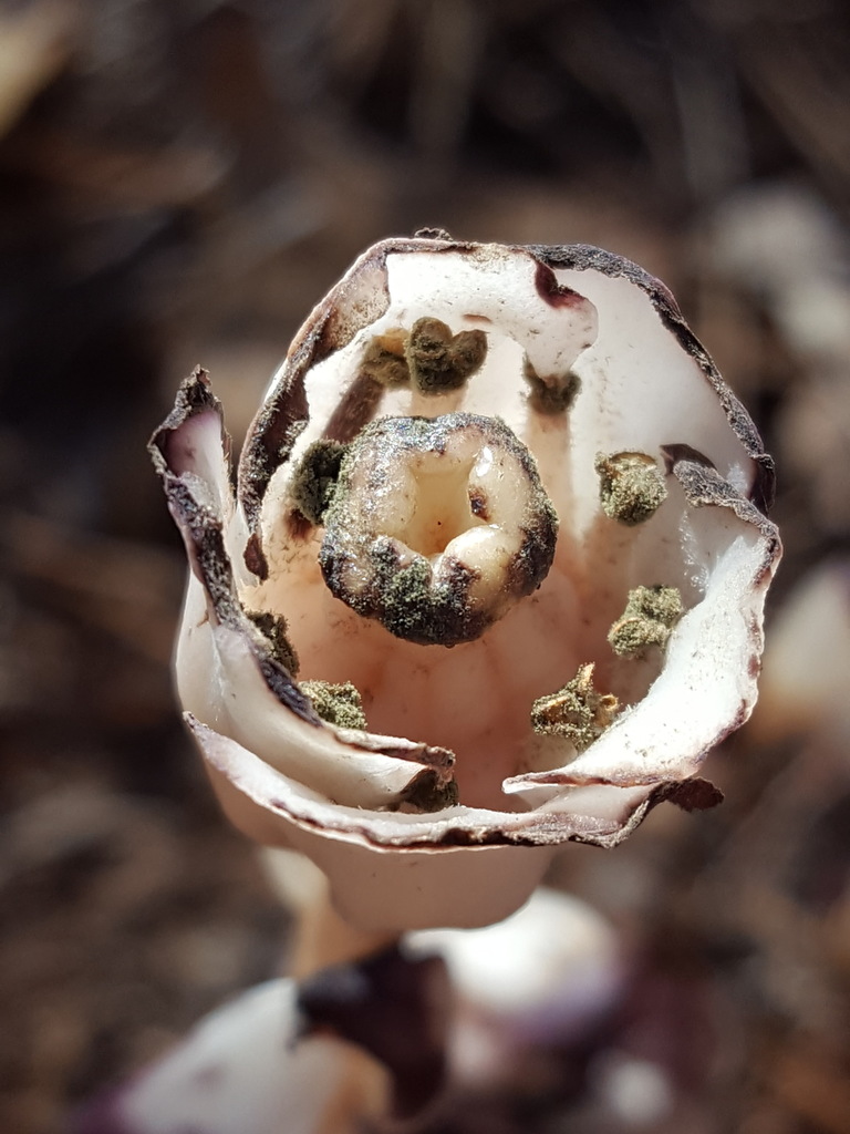 Southern Ghost Pipe from Alachua County, FL, USA on December 24, 2021 ...