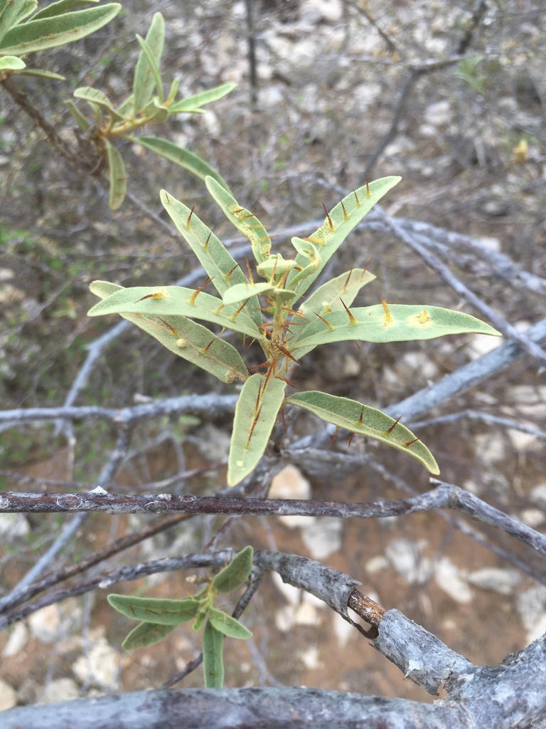 (Solanum batoides) - Botanical Realm
