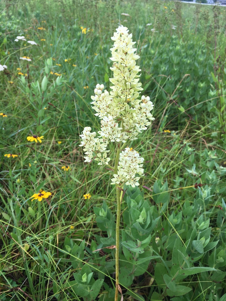 Virginia bunchflower from Kidwell Dr, Versailles, MO, US on June 24 ...