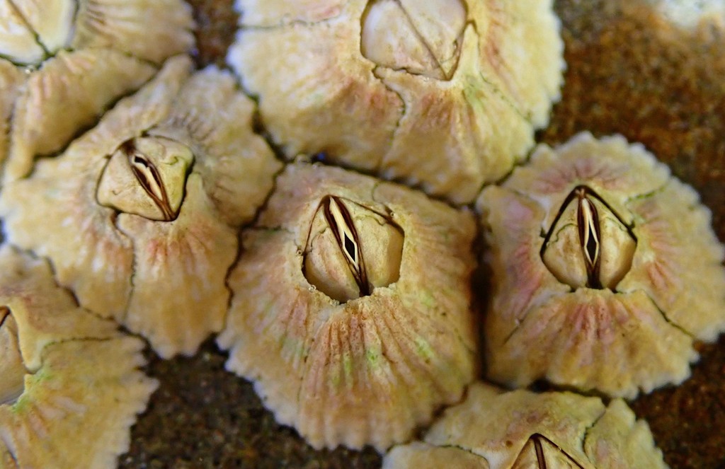 Rose-coloured Barnacle from Broken Head, Terrigal, Australia on ...