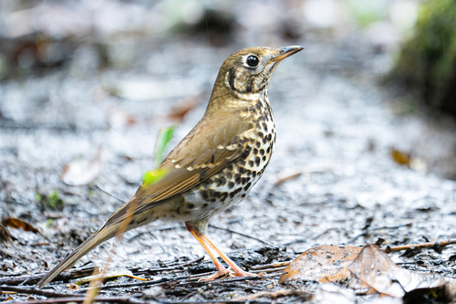 Chinese Thrush (Otocichla mupinensis) · iNaturalist
