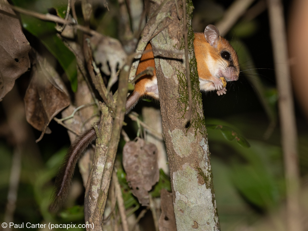 Hatt's Vesper Rat from Gallon Jug, Orange Walk District, Belize on ...