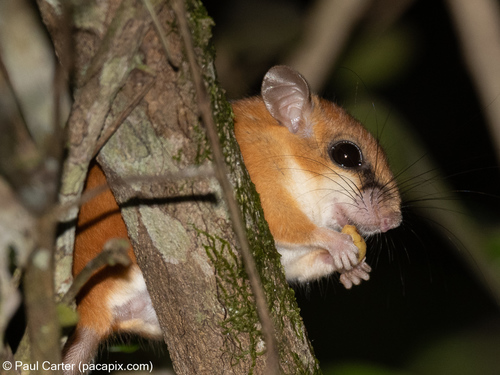 Rata arborícola yucateca (Otonyctomys hatti) · NaturaLista Colombia