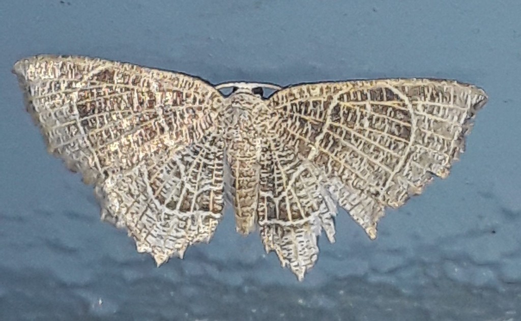 Epiplema reticulata from Kausani, District Almora, Uttarakhand 263639 ...
