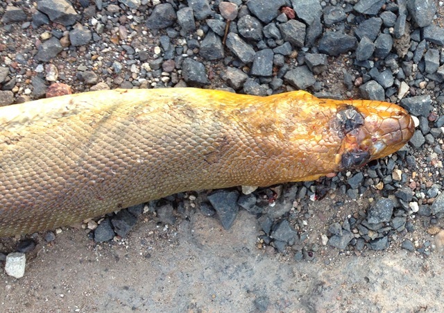 Aspidites ramsayi (Macleay, 1882)