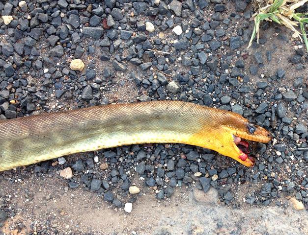 Aspidites ramsayi (Macleay, 1882)