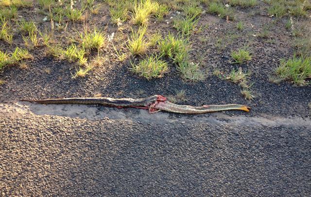 Aspidites ramsayi (Macleay, 1882)