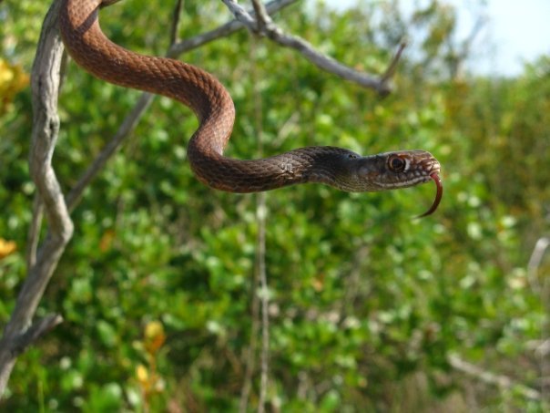 Coachwhip from Highlands County, FL, USA on June 01, 2009 by David ...