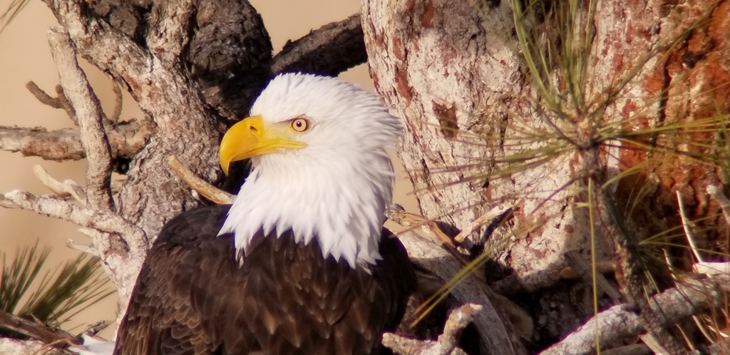 Bald Eagle from Powell Butte, OR 97753, USA on December 24, 2021 at 10: ...