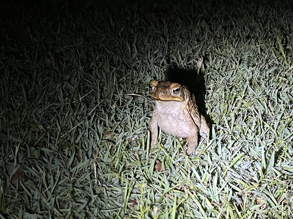 Cane Toad from Kumgum St, Jacobs Well, QLD, AU on December 23, 2021 at ...