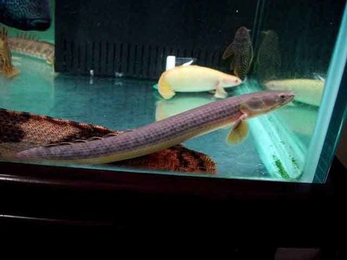 Polypterus retropinnis · iNaturalist Mexico