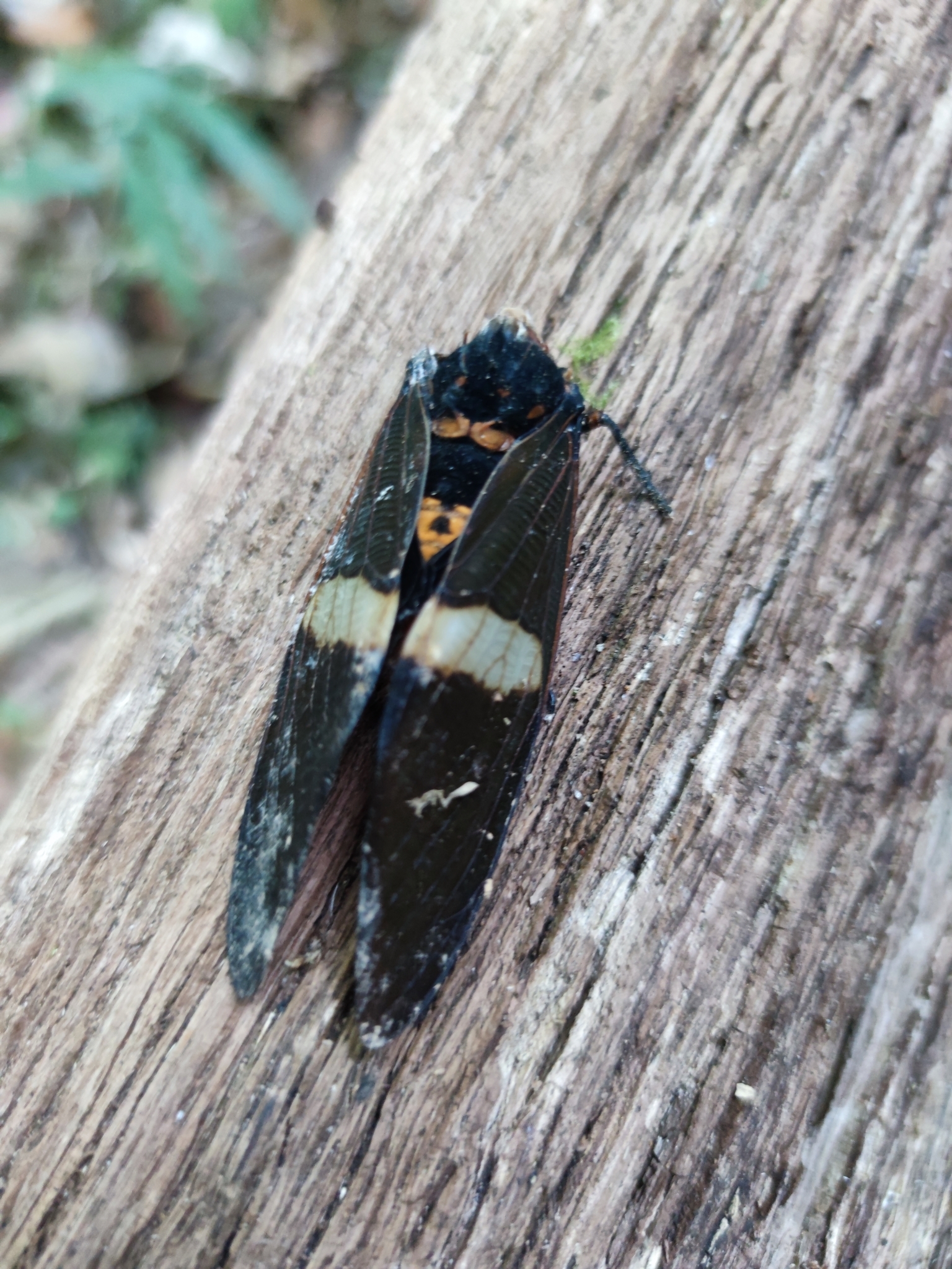 Tosena fasciata (Fabricius, 1787)