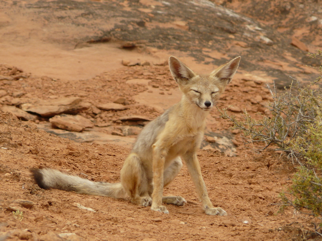 Desert Kit Fox from Utah, Verenigde Staten on July 16, 2008 at 05:11 PM ...