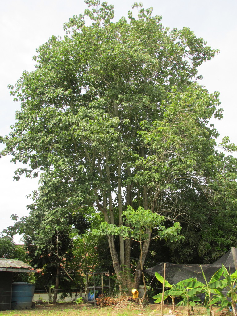 Kashmir tree from Barrancabermeja, Santander, Colombia on April 5, 2018 ...