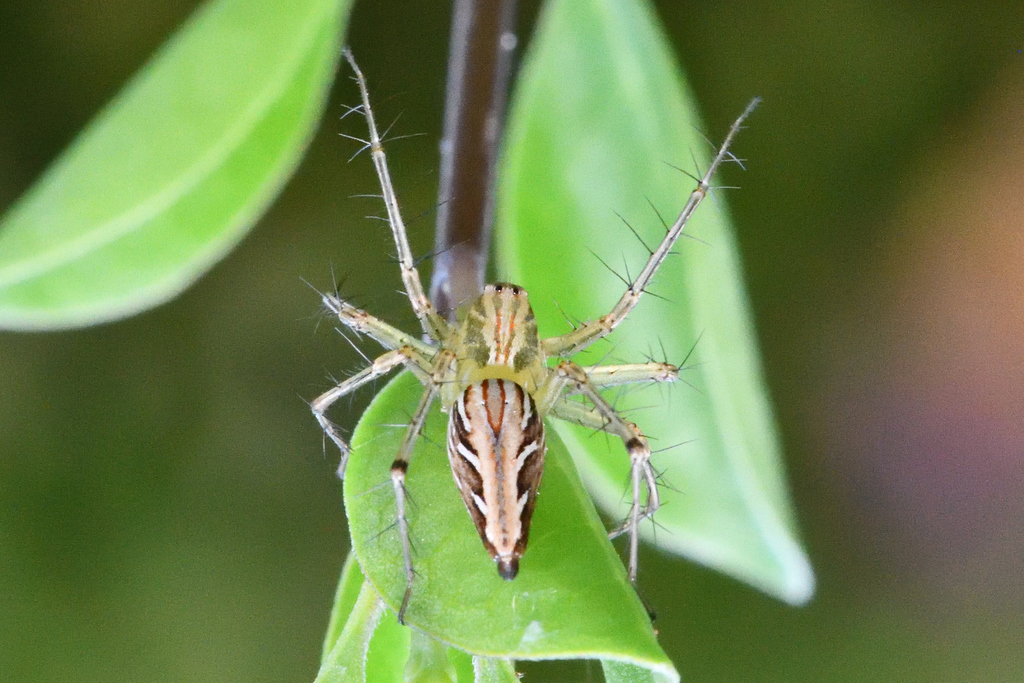 Oxyopes sertatus from DLF GC, Thalambur, Chennai, Tamil Nadu, India on ...