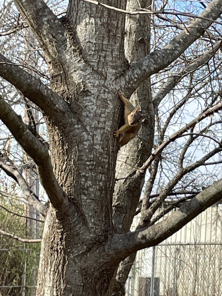 Fox Squirrel in December 2021 by KGTEY · iNaturalist
