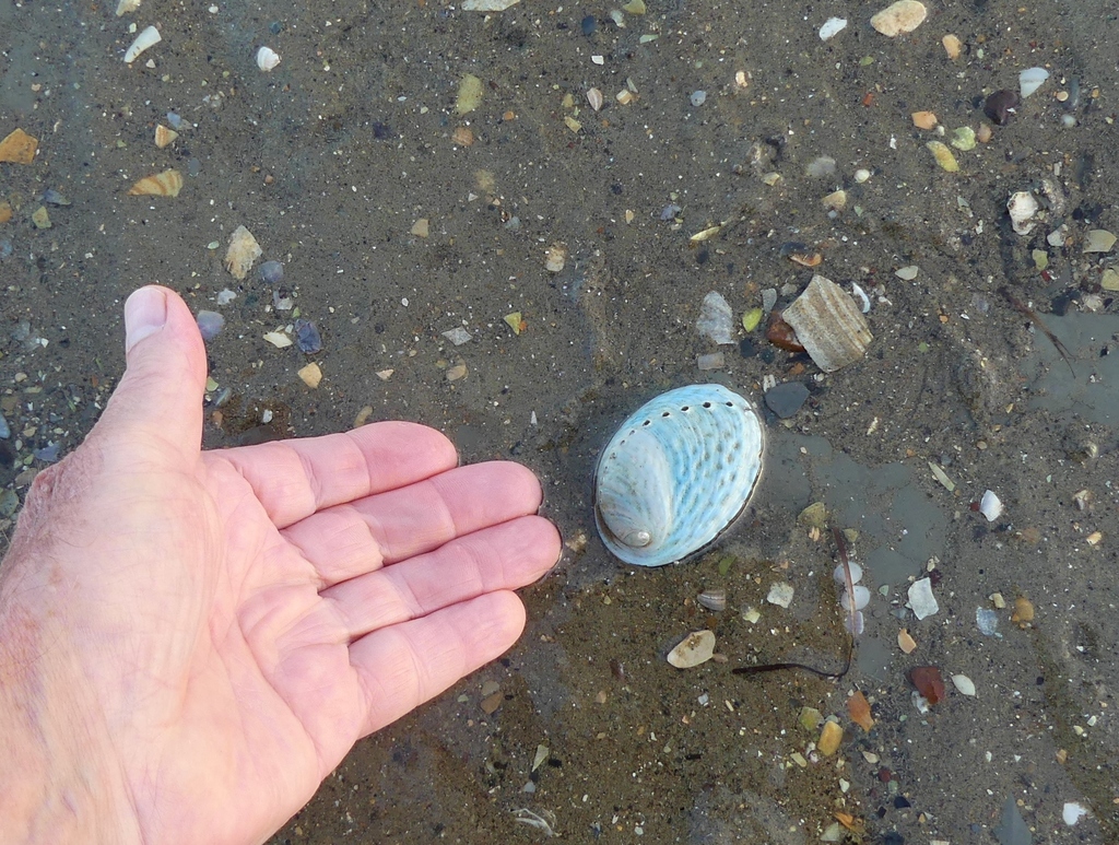 Blackfoot Paua from Auckland, New Zealand on December 25, 2021 at 06:56 ...