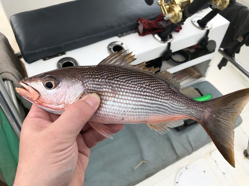 Golden Snapper (Lutjanus inermis) - Marine Life Identification