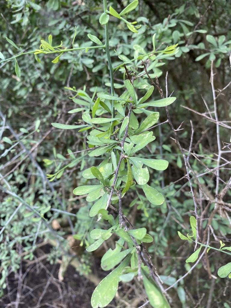 snake eyes from Willow Lakes Trail, Alamo, TX, US on December 25, 2021 ...