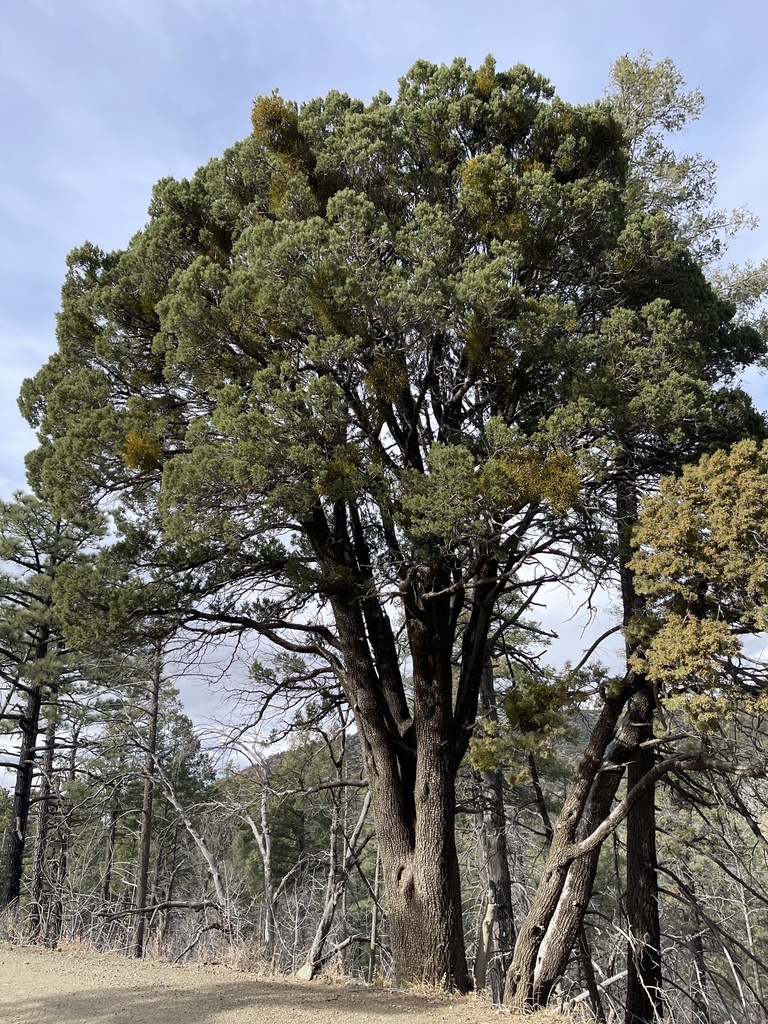 alligator juniper from Coronado National Forest, Willcox, AZ, US on ...